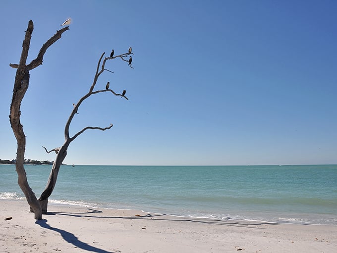 Nature's perfect perch: Birds line up like moviegoers on this weathered branch, silhouetted against the turquoise Gulf waters that kiss Cayo Costa's pristine shores.
