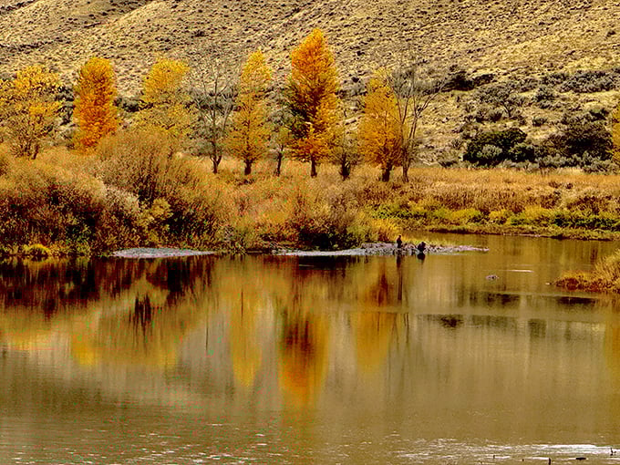 Fall paints the cottonwoods in fiery gold, their reflection doubling nature's artwork in the calm waters of the John Day.