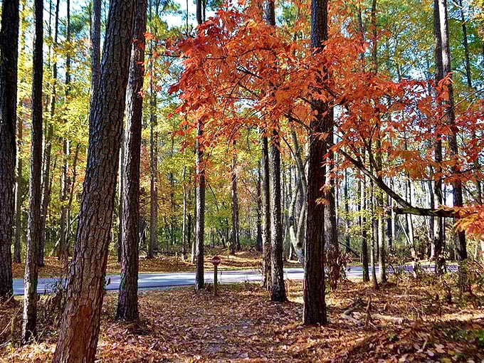 Fall's fiery display transforms ordinary pines into extraordinary scenery. Mother Nature showing off her seasonal wardrobe change.