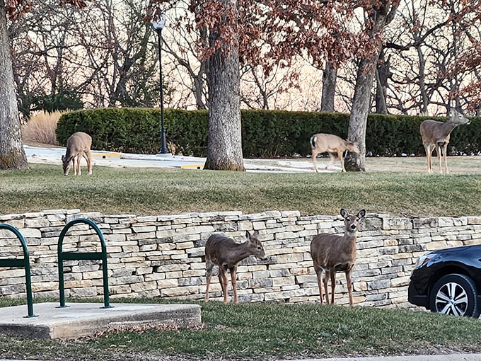 Even the local wildlife appreciates historic architecture—these deer making themselves at home on the grounds like nature's own preservation committee.