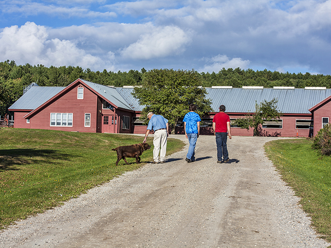 The pilgrimage path to dairy perfection. Even the farm dog knows this journey is worth every step.