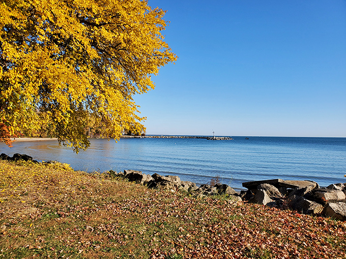 Fall foliage meets Lake Erie blue in nature's perfect color palette. Autumn showing off like it's auditioning for a calendar shoot.