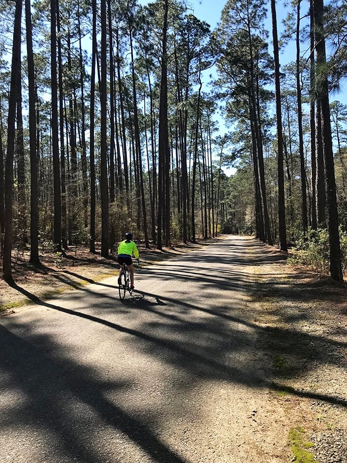 Pine-lined trails invite cyclists to explore Aiken's natural side—because sometimes the best antiques are the ancient trees standing sentinel along the path.
