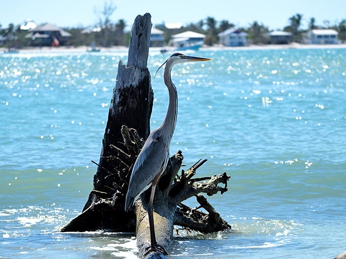 Excuse me, you're in my fishing spot. Great blue herons have been striking this pose since before selfies were invented.