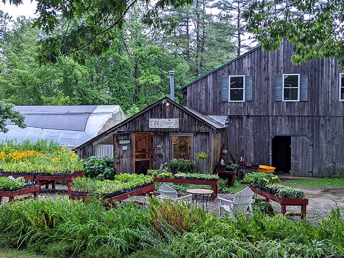 Gardens that work for a living. These aren't just pretty plants—they're the supporting cast for culinary performances happening inside.