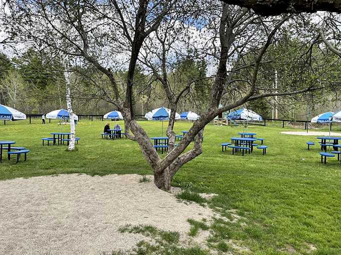 Nature provides the perfect dining room—blue tables scattered beneath trees that have witnessed generations of ice cream enthusiasts making important flavor decisions.