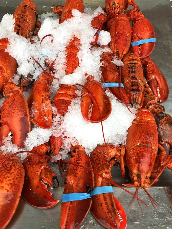 Fresh lobsters on ice—nature's perfect design waiting to become someone's perfect meal. The circle of deliciousness continues.