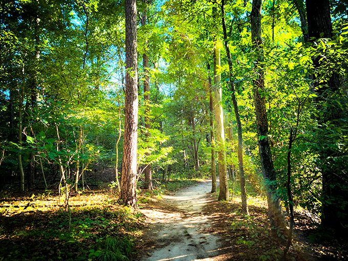 Sunlight filters through the canopy, creating a dappled pathway that practically begs you to follow it deeper into the woods.