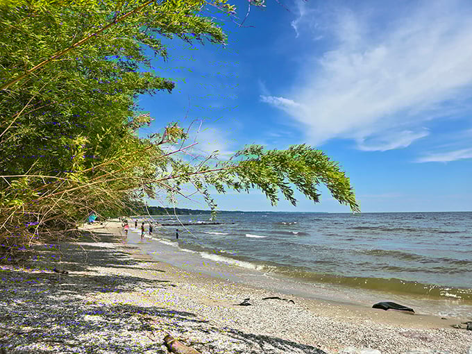 Nature's VIP section—where trees bow gracefully toward the water and visitors are treated to front-row seats to tranquility.