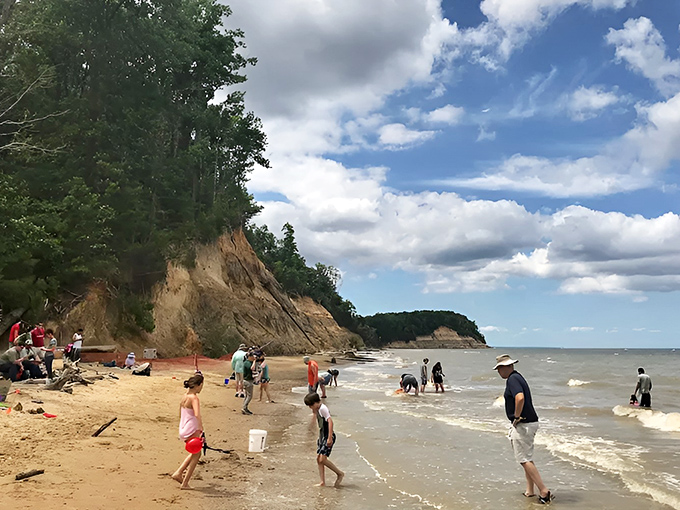 Fossil hunting becomes a family affair at Calvert Cliffs. These folks aren't just finding shark teeth—they're holding millions of years in their hands!