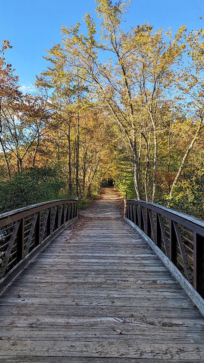 This wooden bridge doesn't just connect two trails—it's a portal between everyday life and woodland serenity.
