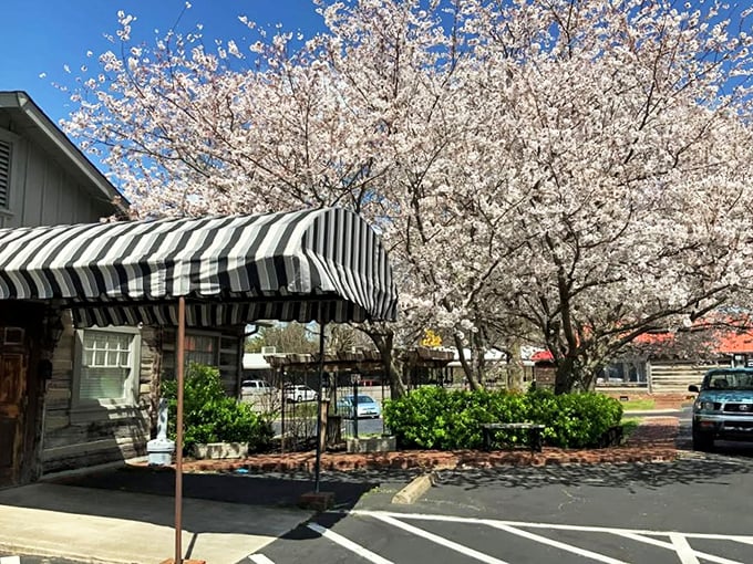 Spring blossoms frame this unassuming steakhouse where Tennessee beef traditions have been perfected over decades.