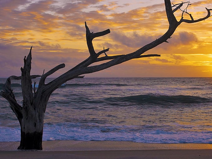 That weathered tree didn't just wash up – it's nature's sculpture garden, a beachfront installation art piece crafted by time, tide, and countless storms.