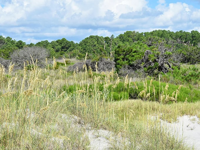 Sea oats stand guard over dunes like nature's sentinels. These golden grasses aren't just beautiful—they're the frontline defense protecting this fragile coastal ecosystem.