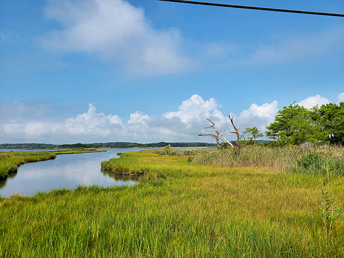 The bayside marshlands—nature's nursery and filter system. A watercolor painting come to life, where herons stalk and ospreys soar.