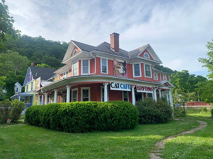 A Victorian beauty transformed into "Give Purrs a Chance," where feline faces peer from windows of this whimsical cat café and adoption center.