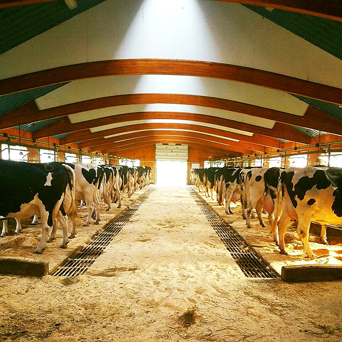 Where the magic begins—Holstein royalty standing in formation, transforming grass into the creamy foundation of summer memories.