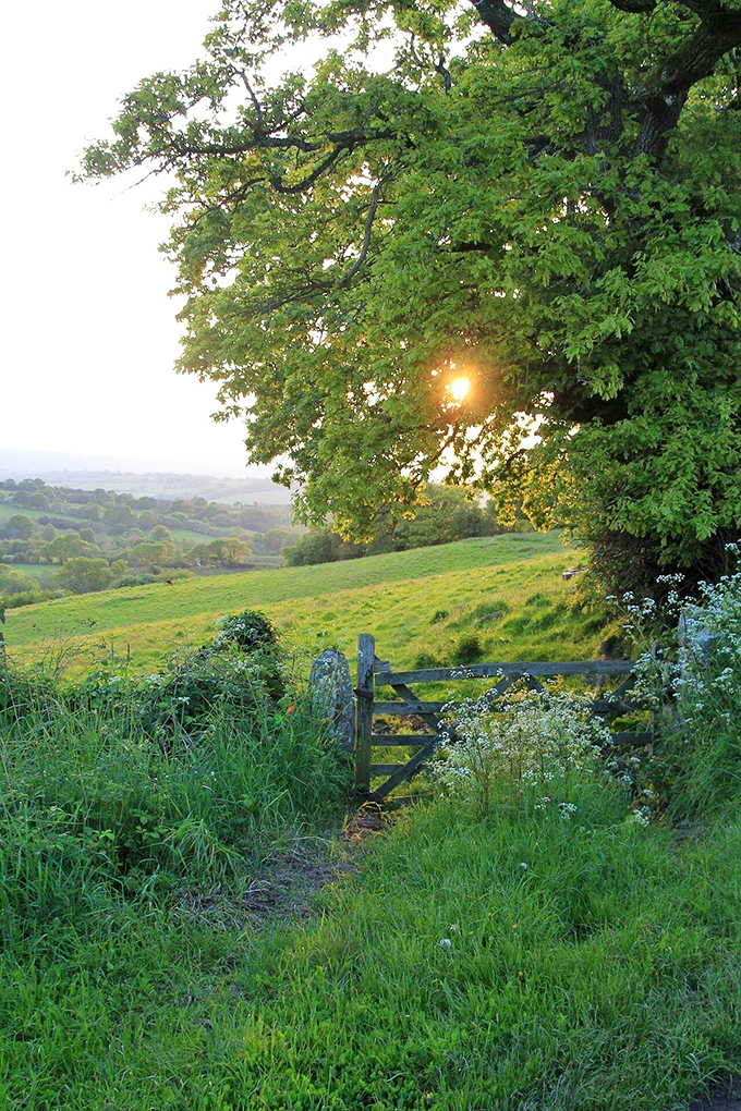 Kentucky's rolling hills unfold like a green quilt beneath an ancient oak—a view that reminds us why they call this God's country.