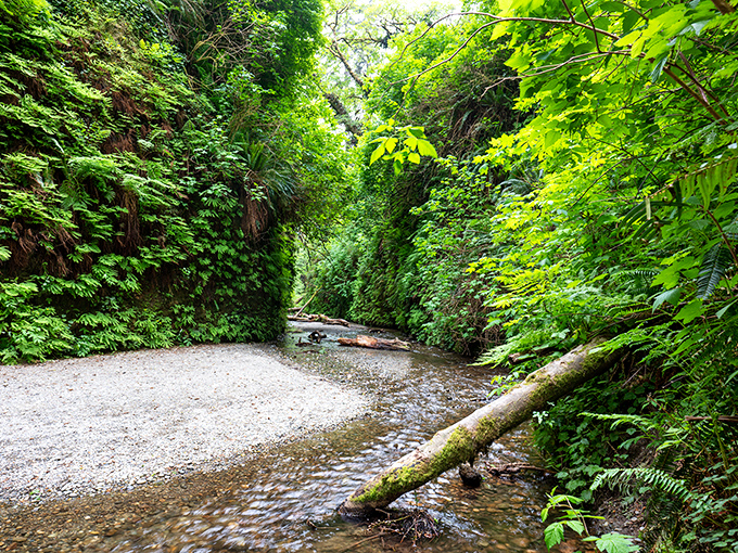 Nature's cathedral awaits at Prairie Creek Redwoods State Park, where emerald walls of ferns create a corridor that feels like stepping into another dimension.