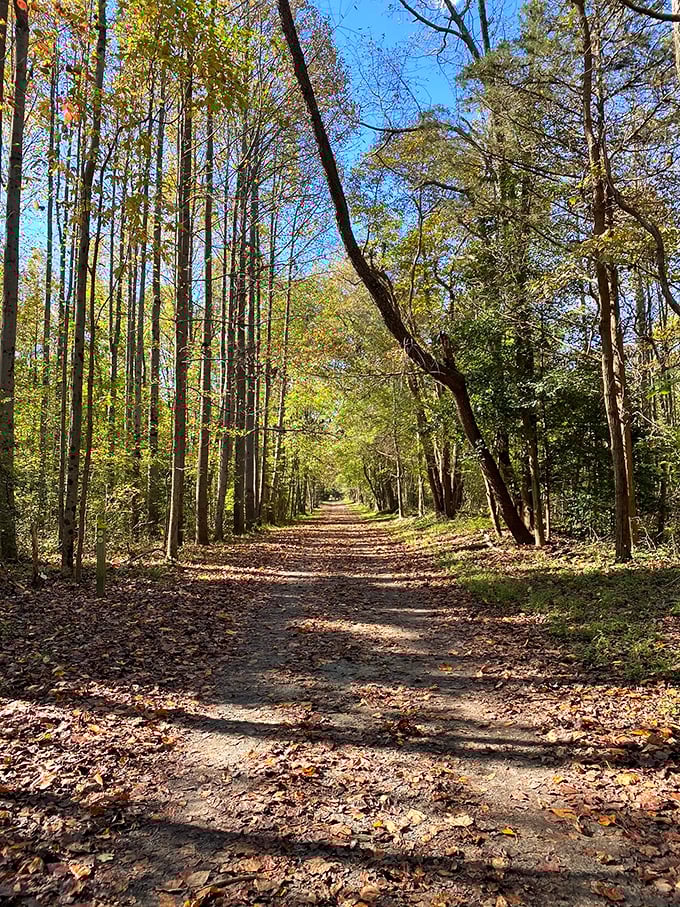 Nature's cathedral awaits on Tybout Tract Trail, where sunlight filters through the canopy like stained glass in a woodland sanctuary.