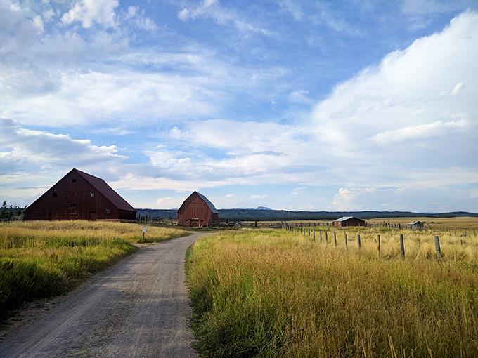 Country roads take me home—or in this case, to weathered barns and golden meadows stretching toward mountains that seem to whisper, "Slow down, city slicker."