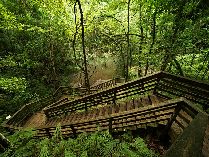 The wooden staircase descends like something from a fairy tale, winding its way through lush greenery into nature's own secret basement apartment.