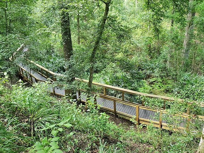 A wooden boardwalk winds through lush greenery, offering a perfect balance of accessibility and wilderness. Nature's version of the yellow brick road.