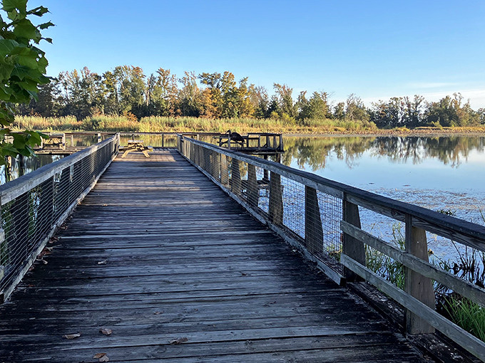 Nature's perfect picnic spot awaits with a lakeside view that makes even smartphone addicts forget to check their notifications.