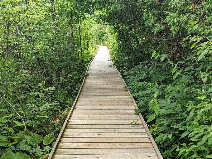 Nature's winding pathway beckons through a sea of spring wildflowers, where wooden boardwalks ensure you stay dry while the ecosystem stays protected.