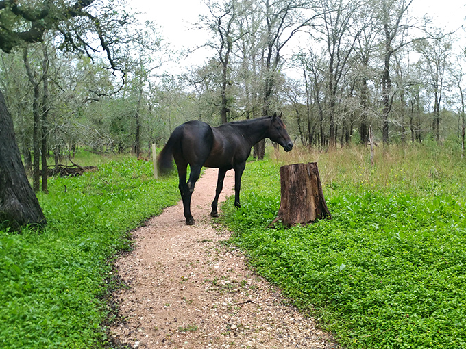 Nature's own meditation path winds through Palmetto State Park's landscape, where bare trees and emerging greenery create a peaceful sanctuary just waiting to be explored.