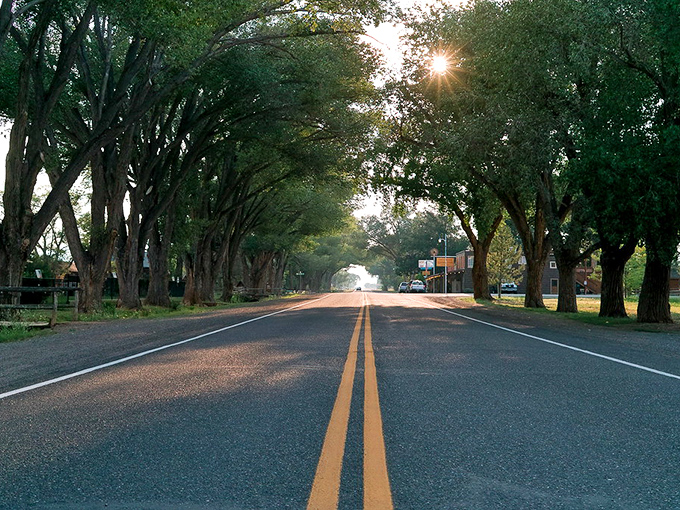 The cottonwood corridor of Torrey welcomes you like nature's cathedral. Sunlight filters through the leafy canopy, creating a dappled pathway to adventure.