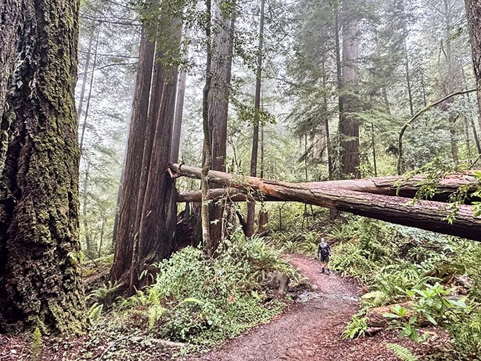 Nature's skyscrapers create a natural archway over the trail, making you feel like you've wandered into a prehistoric world forgotten by time.