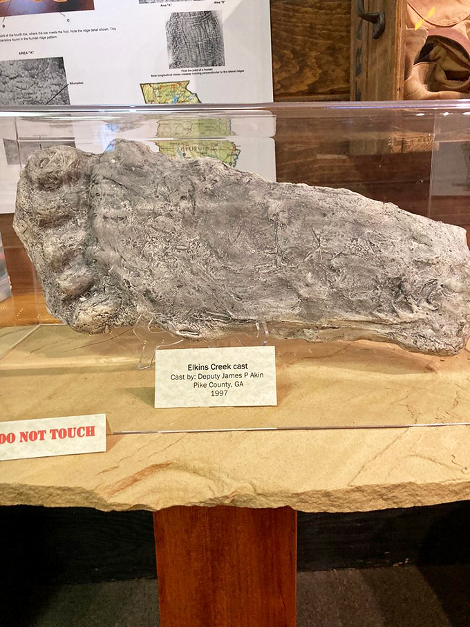 The Elkins Creek Cast, preserved behind glass, represents one of Georgia's own Bigfoot encounters – a local legend immortalized in plaster.