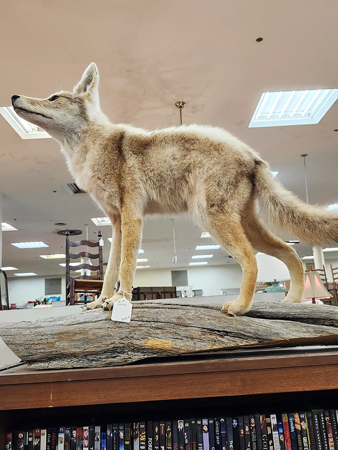 Taxidermy finds a home at Eastbrook. This preserved fox stands eternally alert, watching shoppers hunt for treasures with the same keen eye.