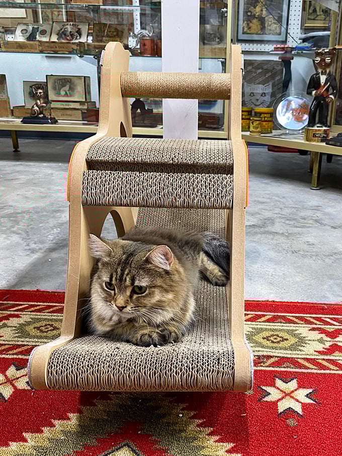Yes, the cat museum has its own resident feline supervisor, clearly taking its job of quality control very seriously.
