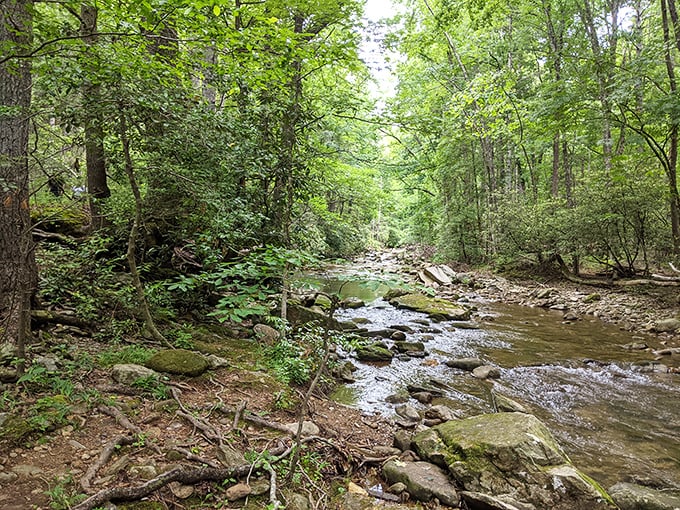 Nature trails around Shelby offer peaceful escapes where the only sound is rushing water and the occasional gasp when you spot something beautiful.