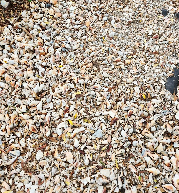 Shell-shocked in the best way possible—nature's jewelry collection scattered across the sand like an impromptu art installation.
