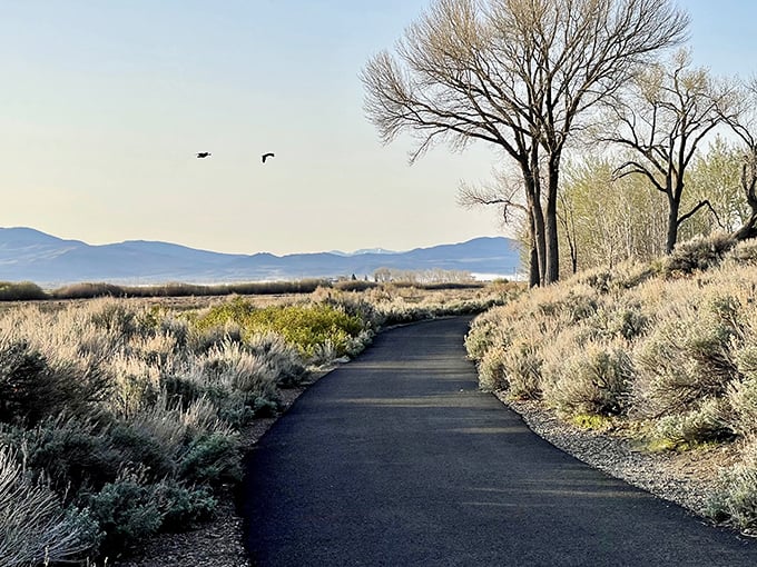 Walking these sage-lined trails feels like stepping into a watercolor painting – where every bend promises a new perspective.