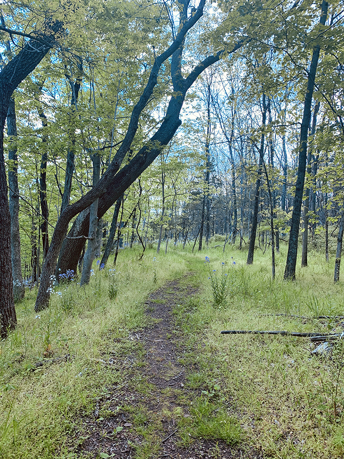 Woodland trails near the bridge offer peaceful wandering. This path whispers, "Slow down, city slicker—the best views aren't on your phone."