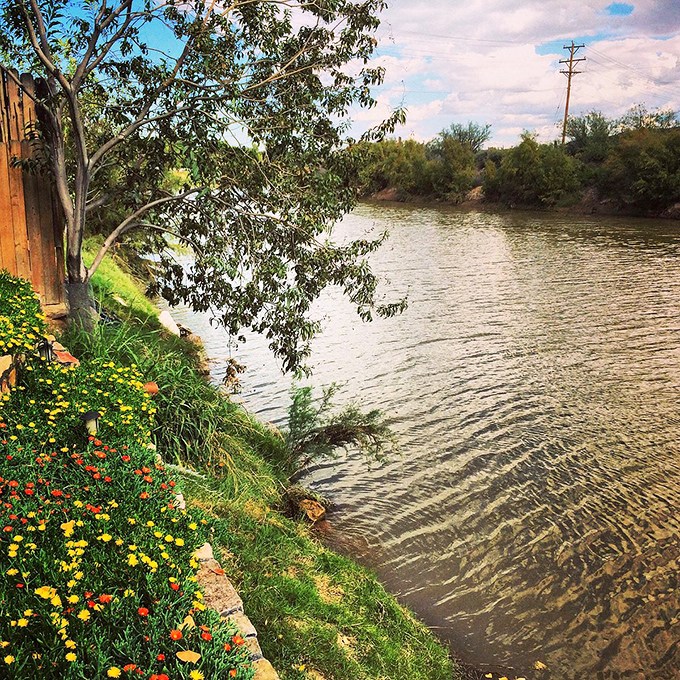 Wildflowers and water—the Rio Grande's banks offer a gentle reminder that deserts aren't just about cacti and sand.