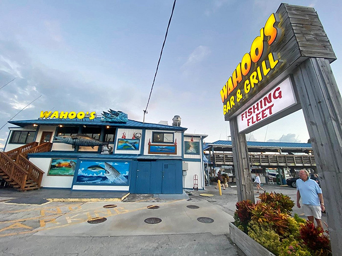 Wahoo's Bar & Grill doesn't just serve seafood; it celebrates it with nautical murals that practically high-five your appetite on arrival.
