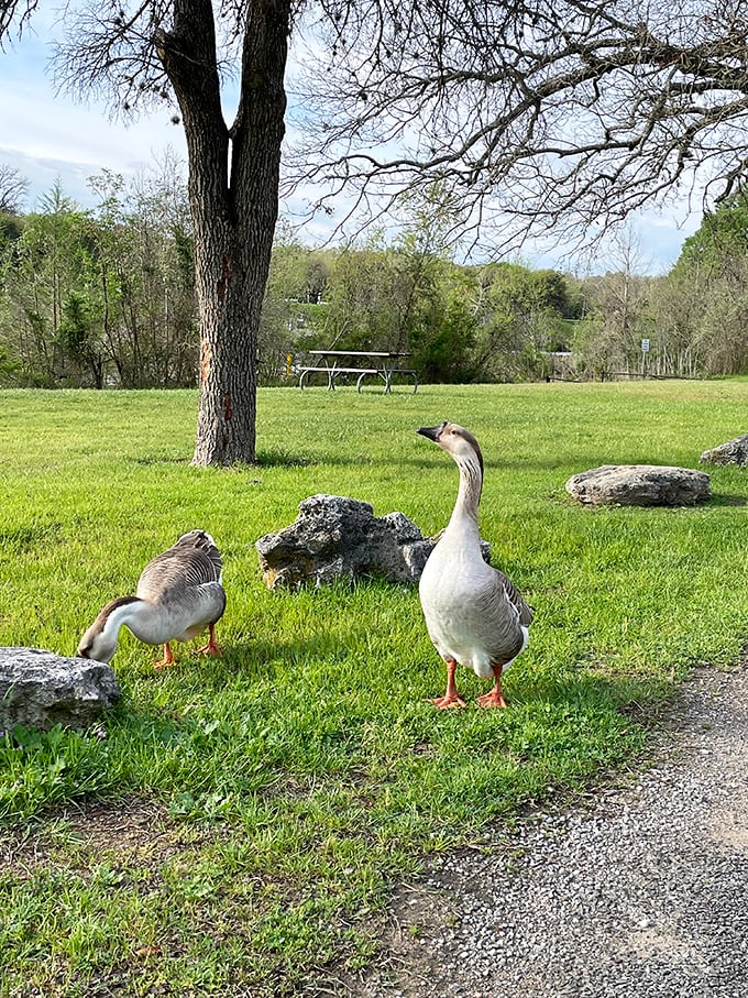 These geese strut through the park like they own the place—and honestly, they might. Wildlife encounters that don't require zoom lenses.