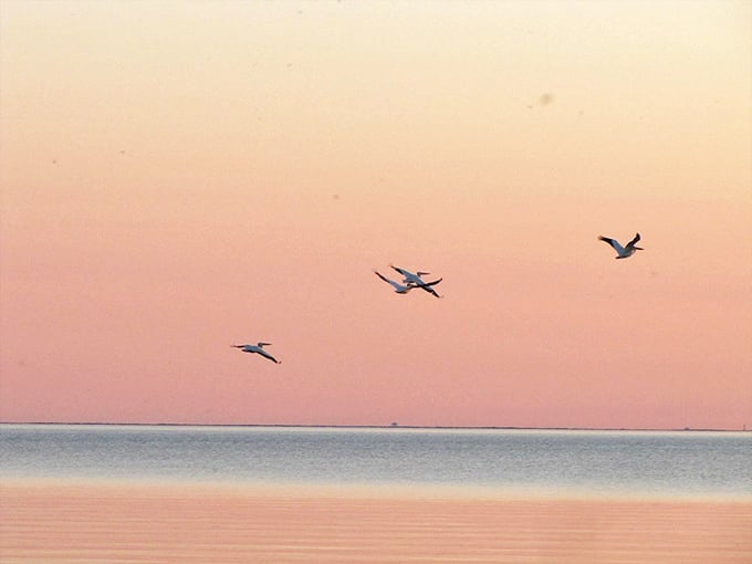 Birds performing their sunset ballet over pastel waters. Nature's equivalent of dessert after a perfect meal—sweet, memorable, and gone too soon.