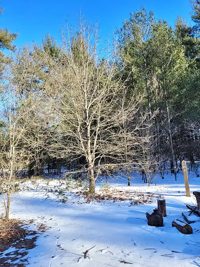 Winter transforms Sand Ridge into a serene wonderland. Bare branches against snow create nature's version of a black and white photograph.