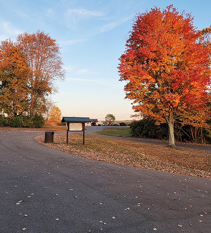 Fall fashion at its most spectacular! These trees didn't just change colors—they went full runway model with a fiery display that puts designer collections to shame.
