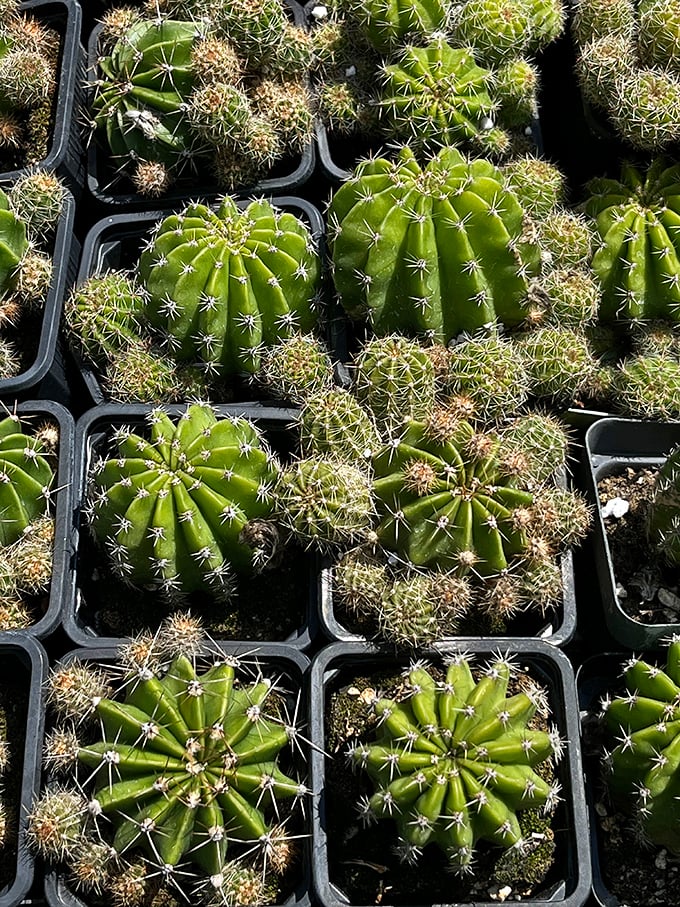 Even cacti have found their way to the Great Smokies Flea Market. These prickly little fellows are just waiting to become someone's windowsill companions.