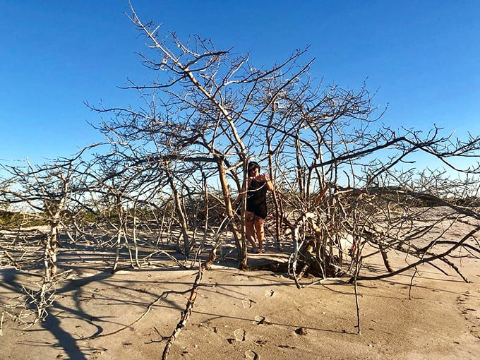 Nature's sculpture garden emerges at low tide. These twisted driftwood formations could sell for thousands in a SoHo gallery.