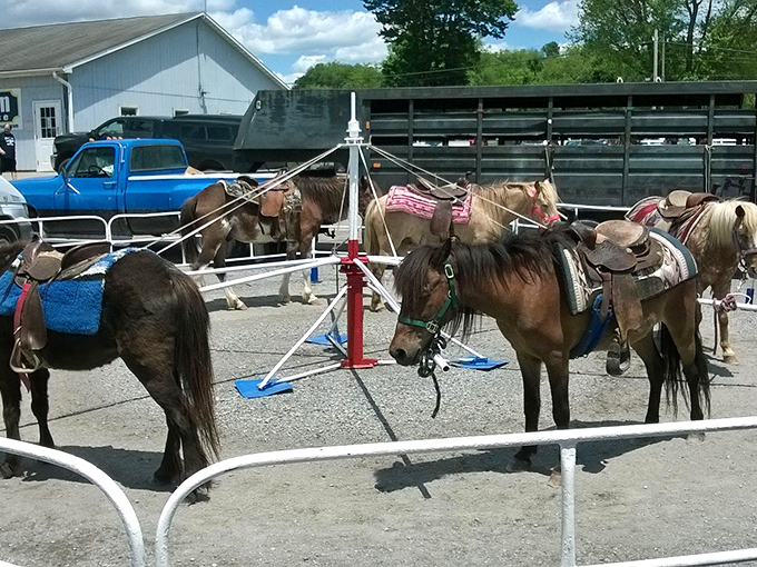 Pint-sized cowboys and cowgirls get their first taste of horseback riding on this gentle pony carousel—childhood memories in the making.