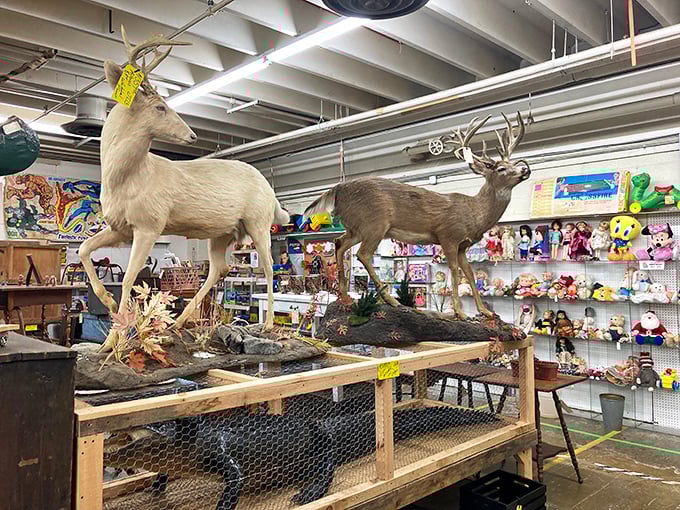 The taxidermy section isn't for everyone, but these majestic specimens offer a glimpse into Virginia's hunting heritage and natural history.