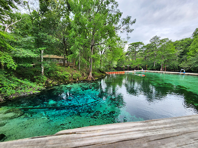 Fanning Springs' impossibly blue waters create a striking contrast against the cypress-lined shore—Florida's natural color palette at work.
